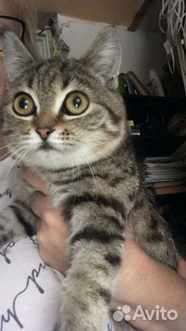 Кошечка