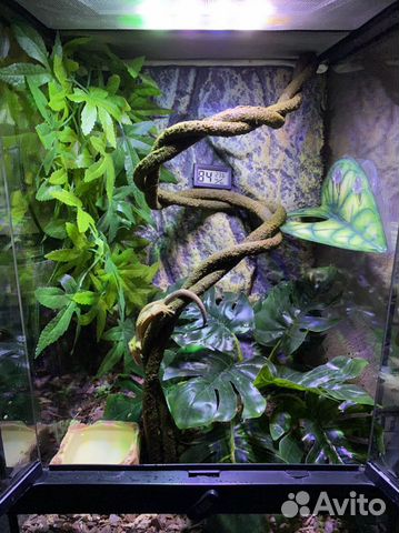 Реснитчатый бананоед и Терраиум Exo-Terra