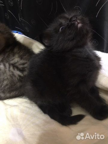 Котята