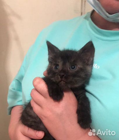 Прелестный Оззи в поисках дома