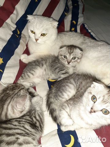 Шотландская вислоухая кошка. Котята 1,5 месяца два