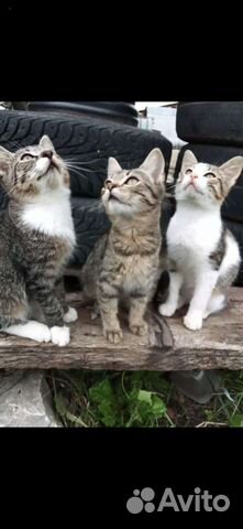 Котики и кошечка