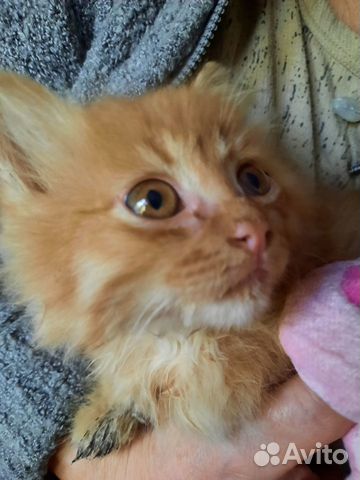 Котенок в добрые руки