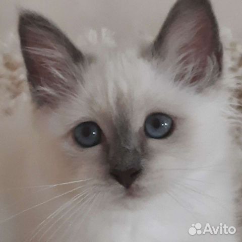 Священная бирма -кошечка