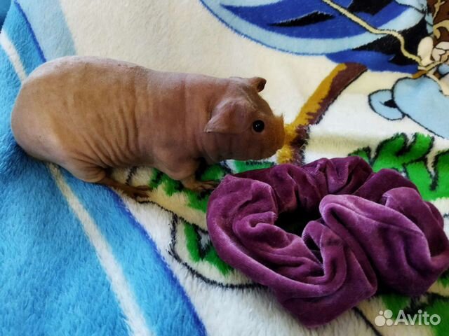 Морская свинка скинни самка