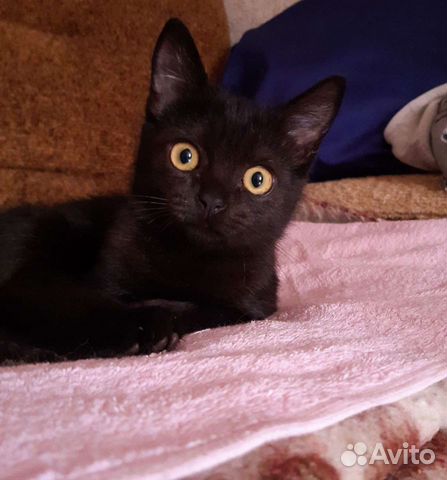 Котик Шпротик ищёт Дом