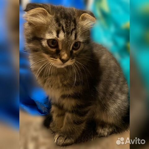 Котенок