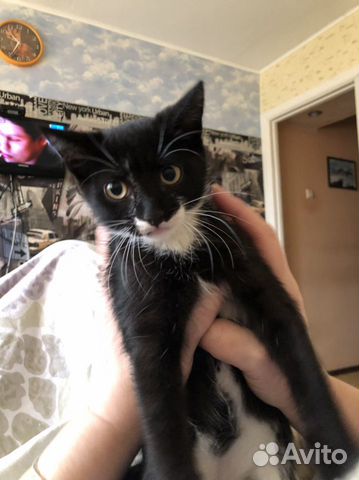 Отдам кота в любые руки