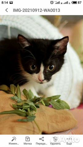 Котята ищут дом