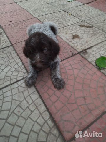 Продаются щенки дратхаар