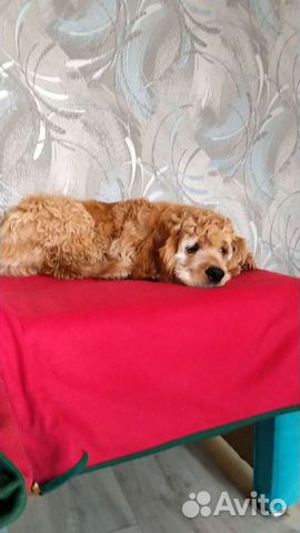 Американский кокер спаниель