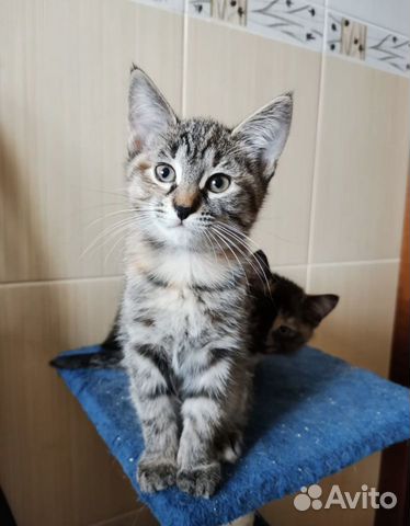 Трехцветный котенок