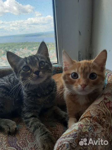 Неразлучники