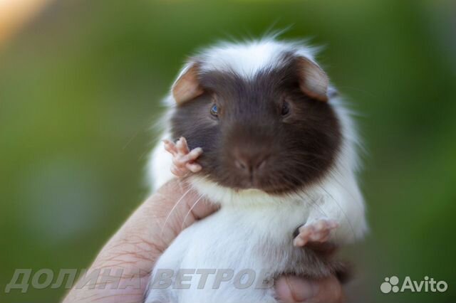 Девочка крестед, шоколадная сорока