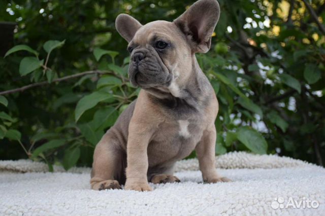 Щенки французский бульдог