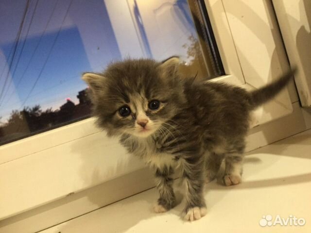 Котенок