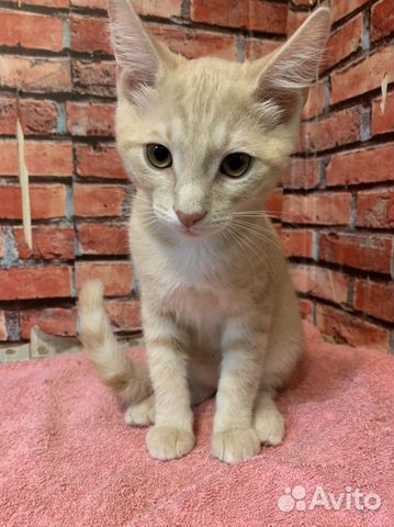 Котенок Максик 4 мес ищет дом
