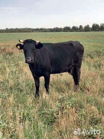 Корова высокоудойная