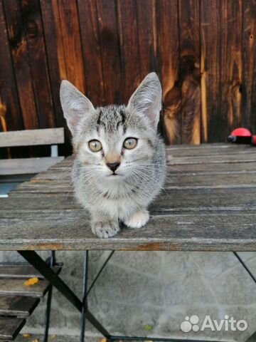 Любопытный котенок