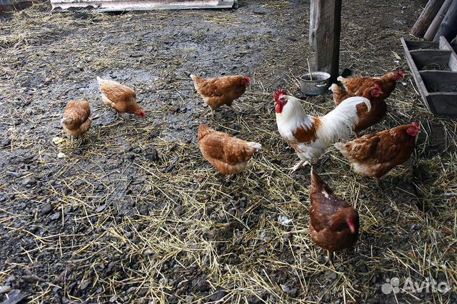 Продаю кур несушек