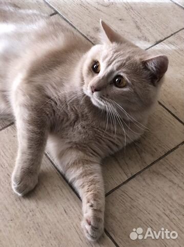 Кошки бесплатно-чистый британец