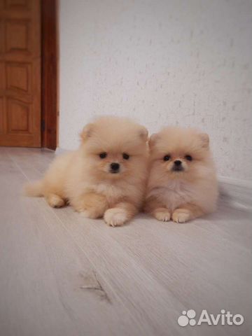 Красивые детки шпица