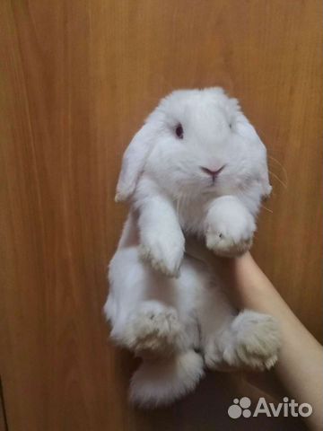 Случка кролика