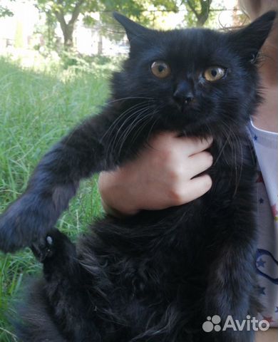 Котенок-девочка в добрые руки