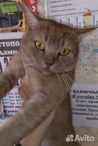 В добрые руки