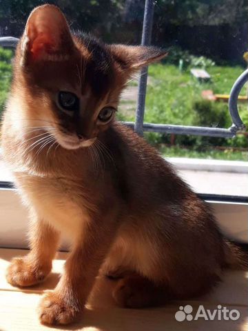 Абиссинская