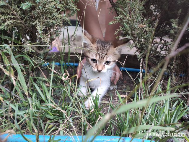 Котик от мамы британки
