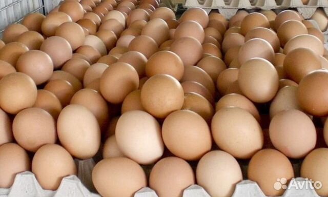 Инкубационное яйцо Росс 308