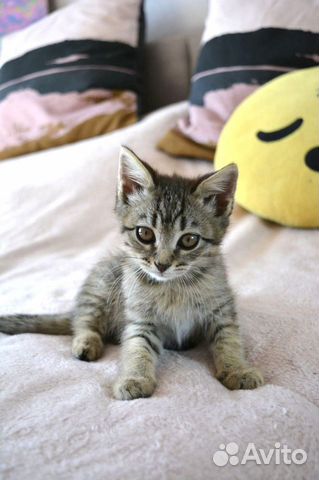 Котенок Костик, 2 мес