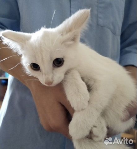 Котенок-Совенок