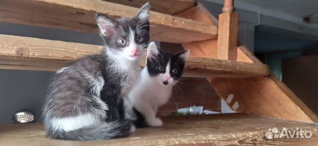 Милые пушистые котята
