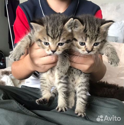 Котята