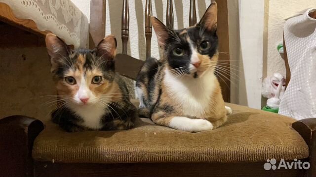 Котята в добрые руки бесплатно