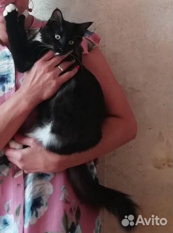 Идеальная кошка