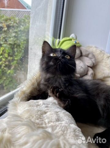 Черный котёнок