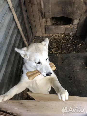 Собаки бесплатно в добрые руки