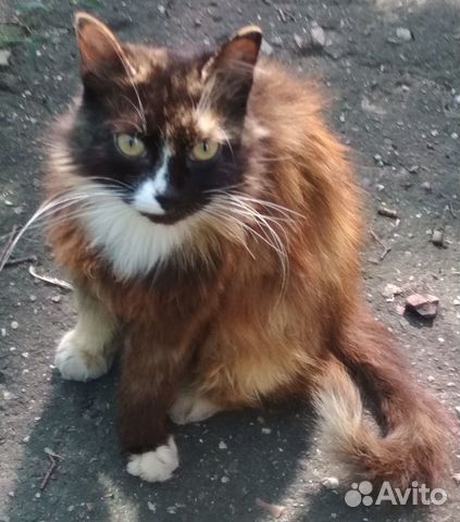 Пестрая,миниатюрная,спокойная,ласковая красавица