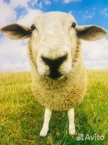 Бараны на мясо