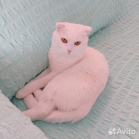 Белый красавчик кот приглашает кошечку на вязку