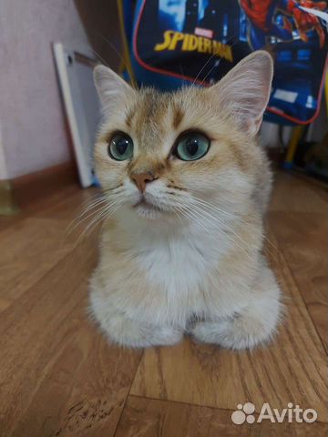 Британская кошка бесплатно
