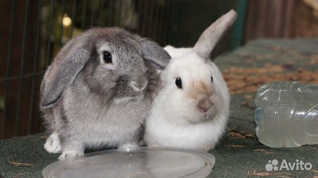 Пара декоративных ручных крольчат
