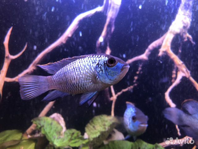 Неоновые наннокары