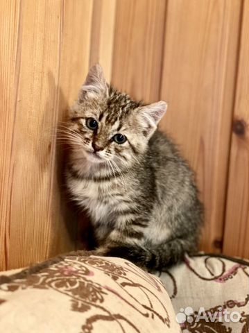 Котенок Мартин