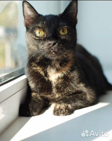 Отдам в добрые руки