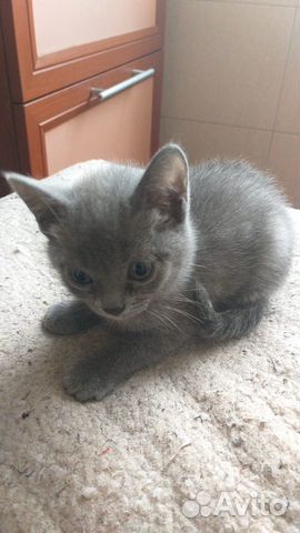 Британские котята