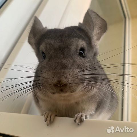 Очаровательная шиншилла